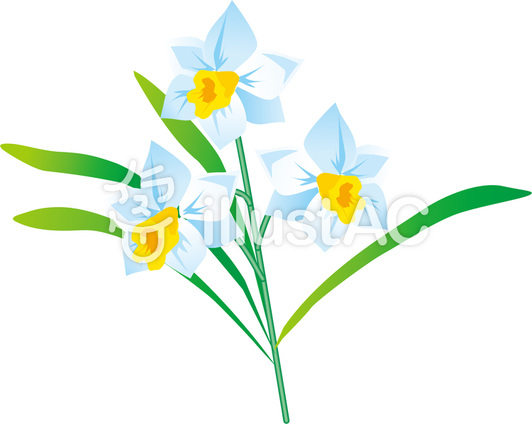 水仙イラスト - No: 1006731／無料イラストなら「イラストAC」