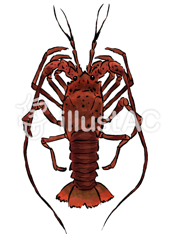 伊勢海老イラスト - No: 1541393／無料イラストなら「イラストAC」