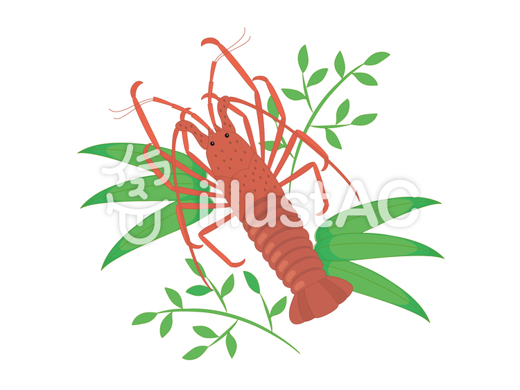伊勢海老イラスト - No: 305502／無料イラストなら「イラストAC」