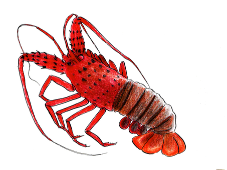 伊勢海老イラスト - No: 941183／無料イラストなら「イラストAC」